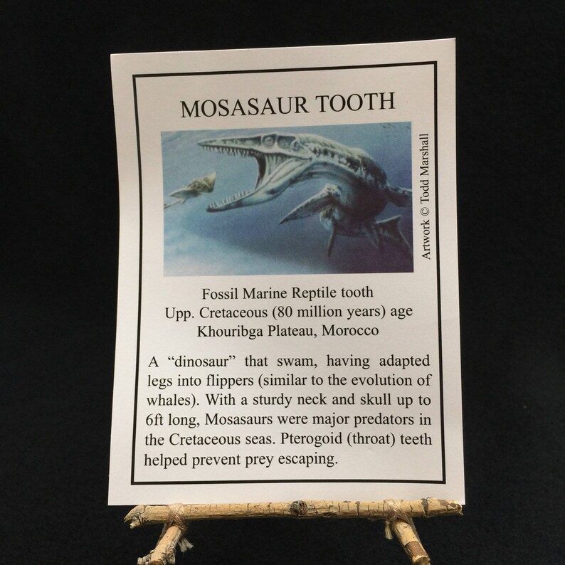 Genuine Mosasaur Fossil and Reference Card Look...it's - Etsy