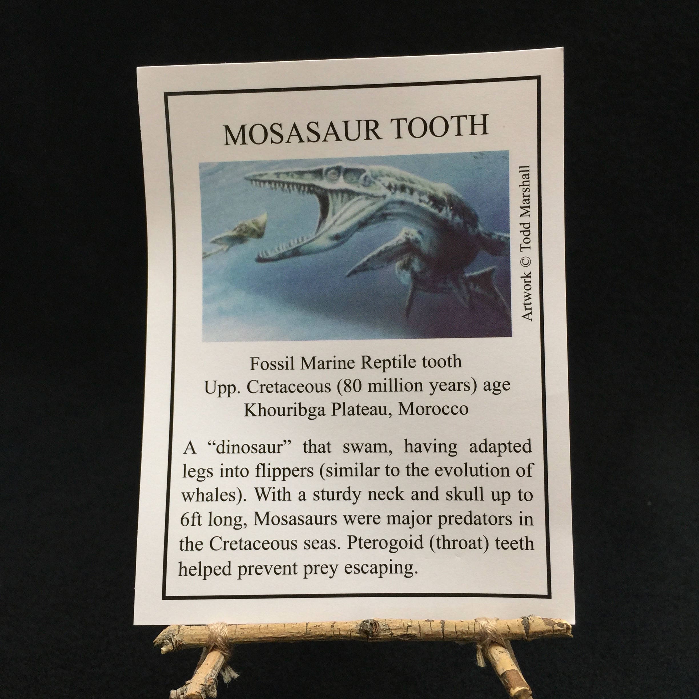 Genuine Mosasaur Fossil and Reference Card- Look...it's FUN and ...