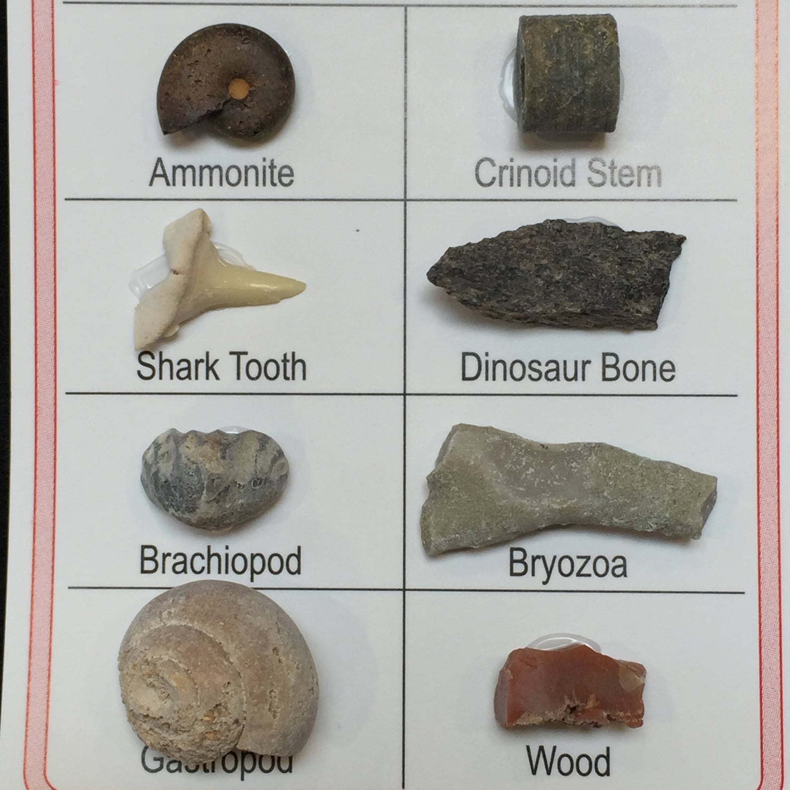 Genuine Fossil Reference Card ...it's FUN and Educational ;) - Etsy