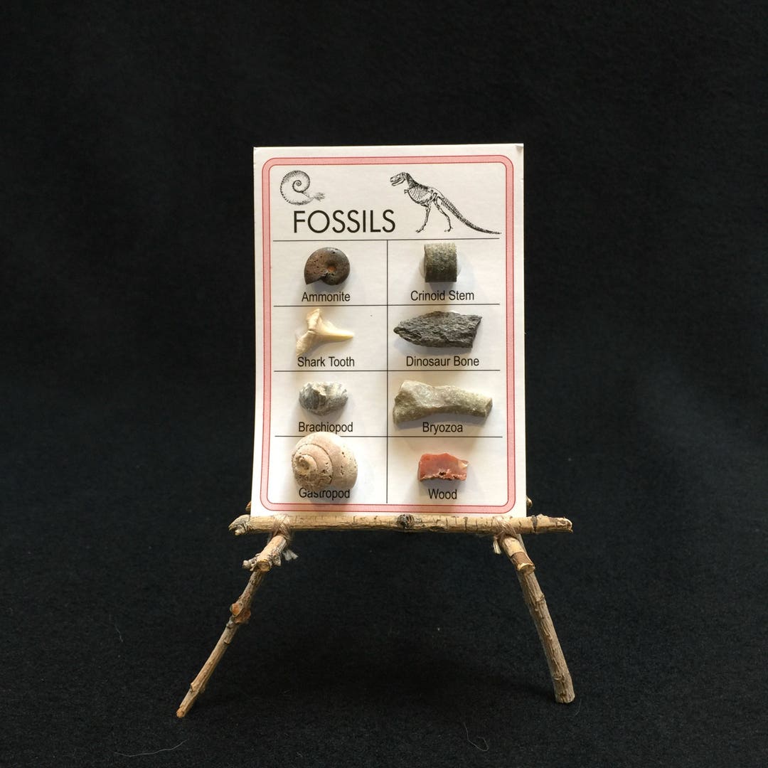 Genuine Fossil Reference Card ...it's FUN and Educational ;) - Etsy