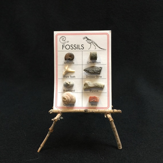 Genuine Fossil Reference Card ...it's FUN and Educational - Etsy