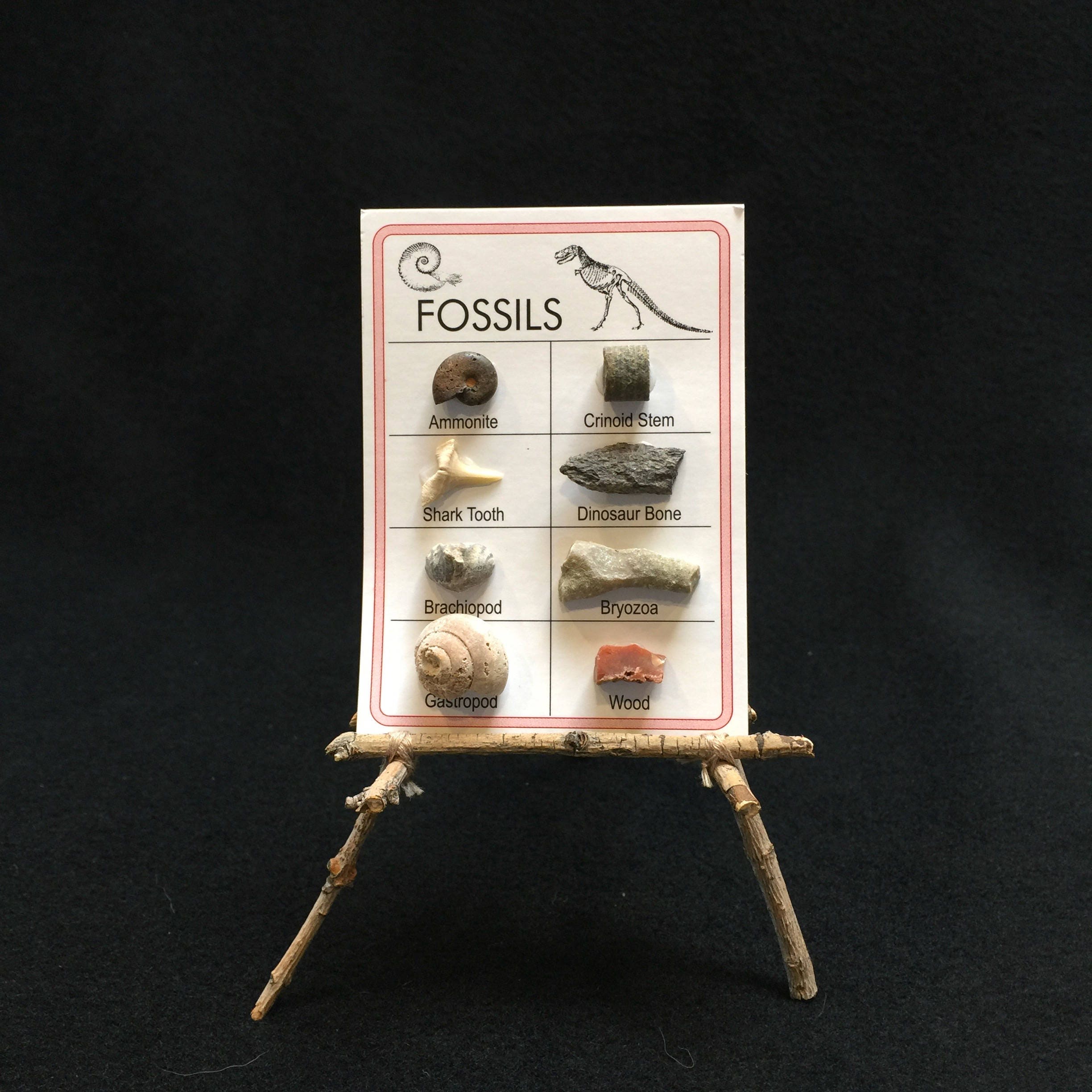 Genuine Fossil Reference Card ...it's FUN and Educational ;) - Etsy