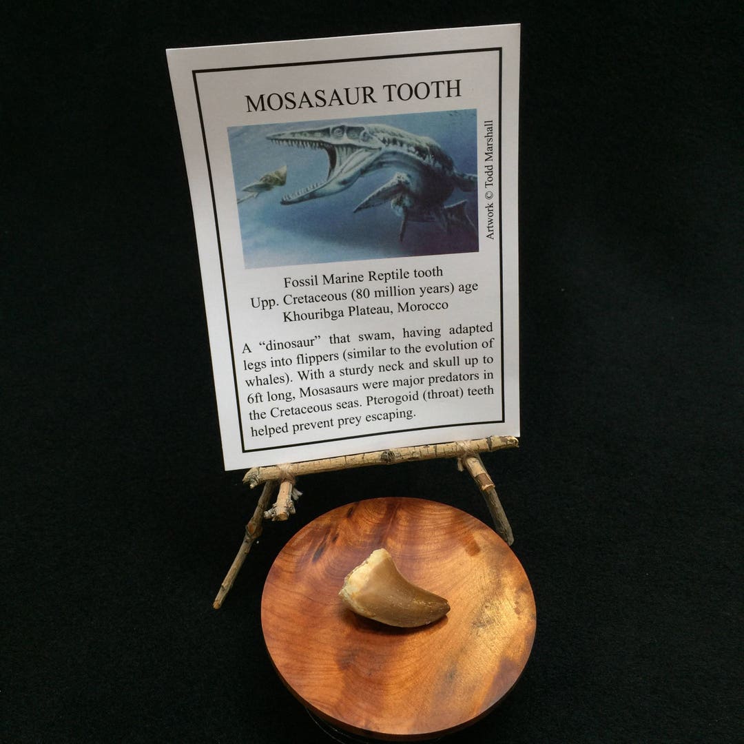 Genuine Mosasaur Fossil and Reference Card- Look...it's FUN and ...