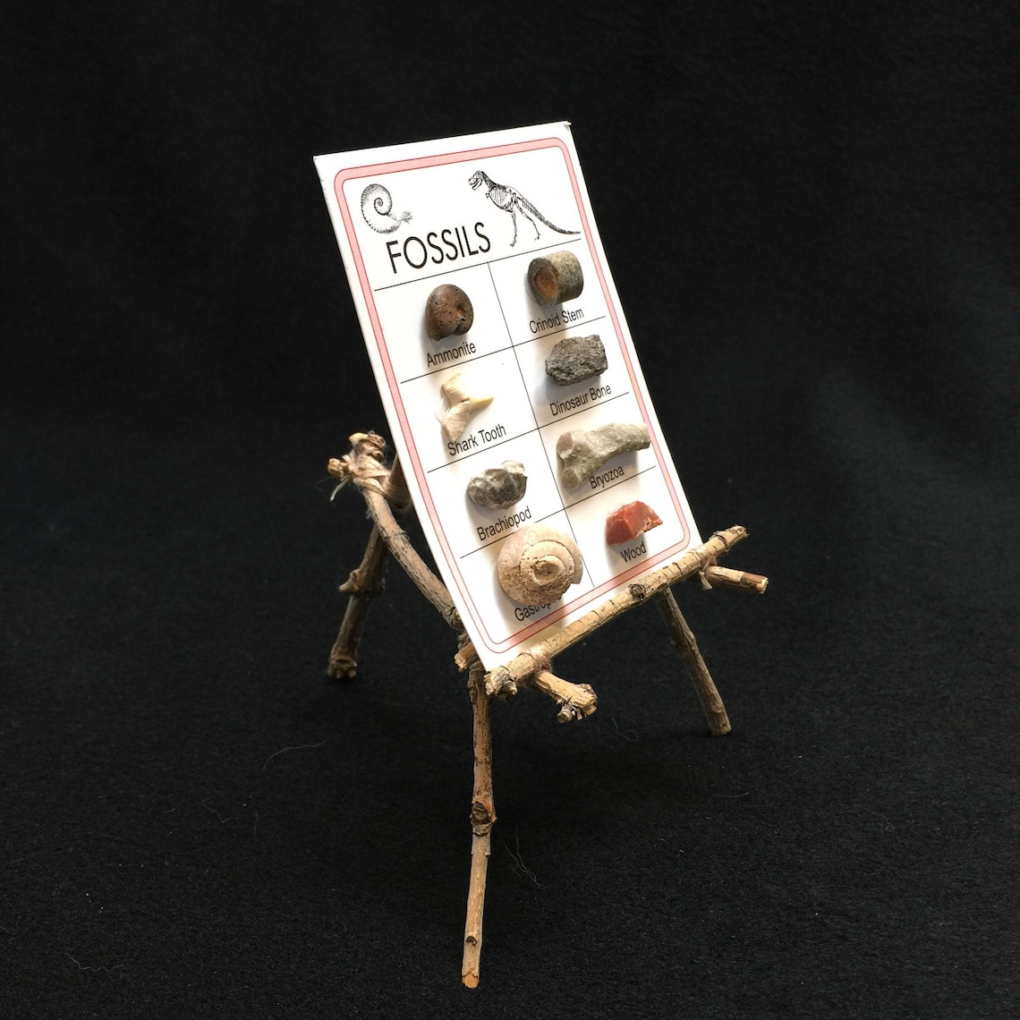 Genuine Fossil Reference Card ...it's FUN and Educational ;) - Etsy