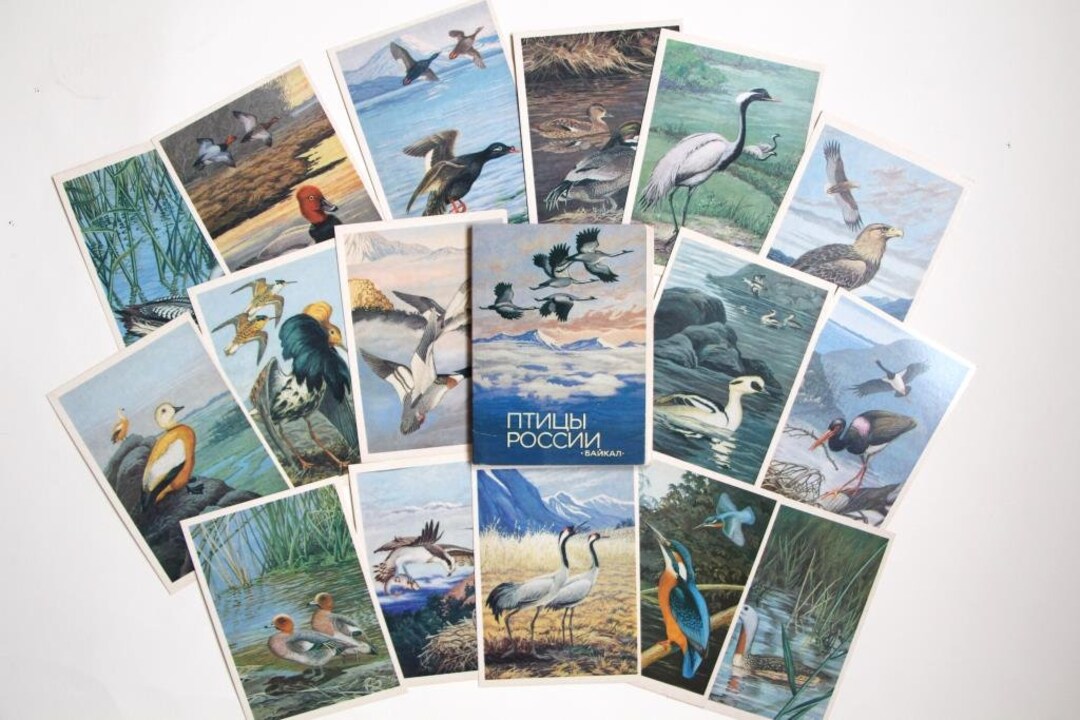 Bird Illustration, Vintage Animals Card Set of 16, Nature ...