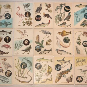 Animals Vintage Cards Full Set of 16 illustration of fish | Etsy