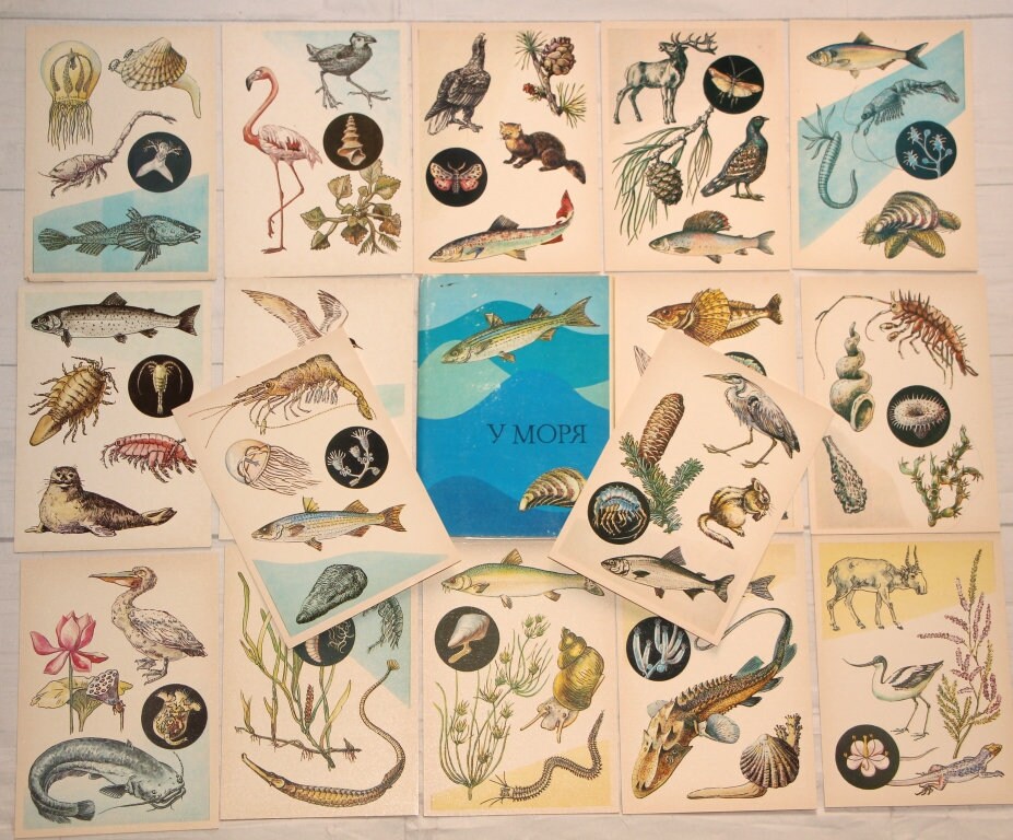 Animals Vintage Cards Full Set of 16 illustration of fish | Etsy