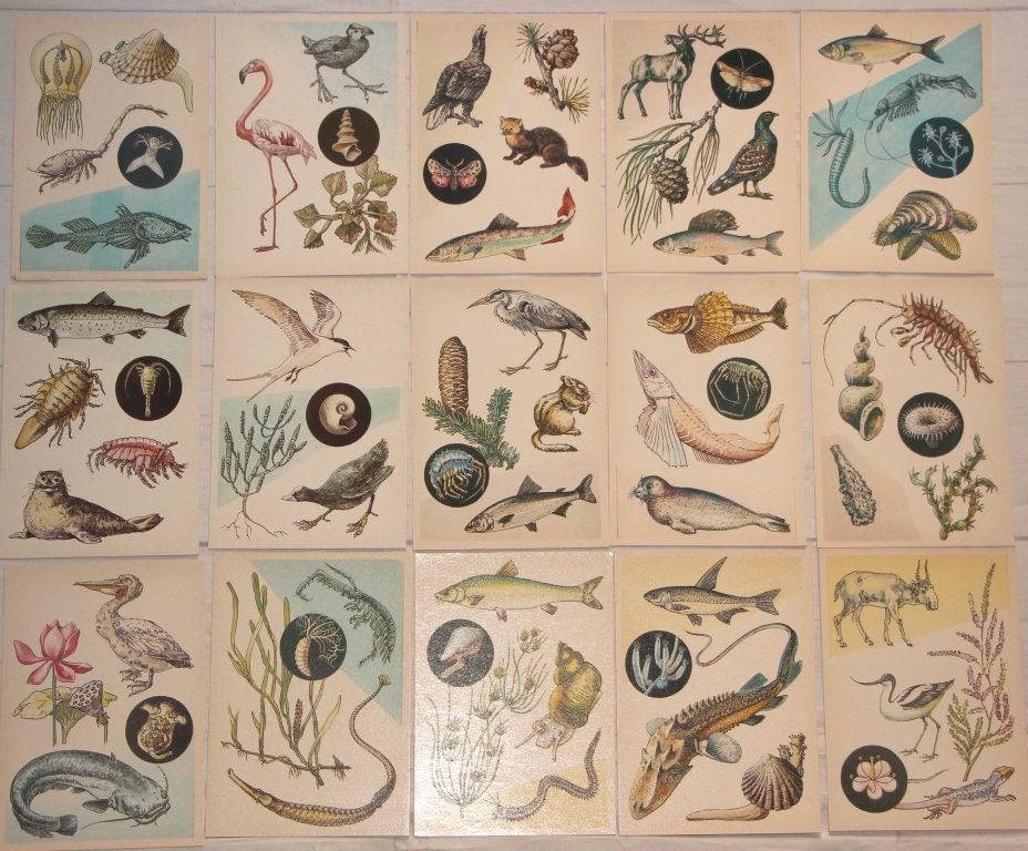 Animals Vintage Cards Full Set of 16 illustration of fish | Etsy