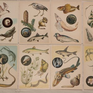 Animals Vintage Cards Full Set of 16 illustration of fish | Etsy