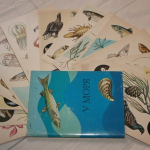 Animals Vintage Cards Full Set of 16 illustration of fish | Etsy