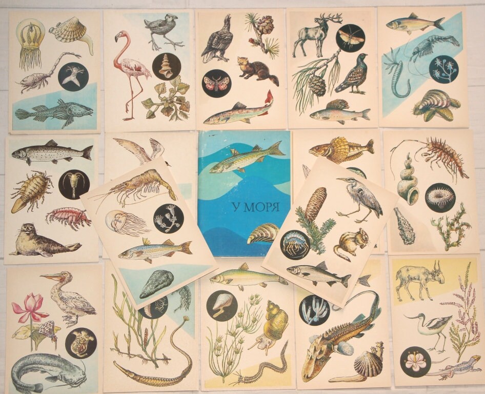 Animals Vintage Cards Full Set of 16 illustration of fish | Etsy