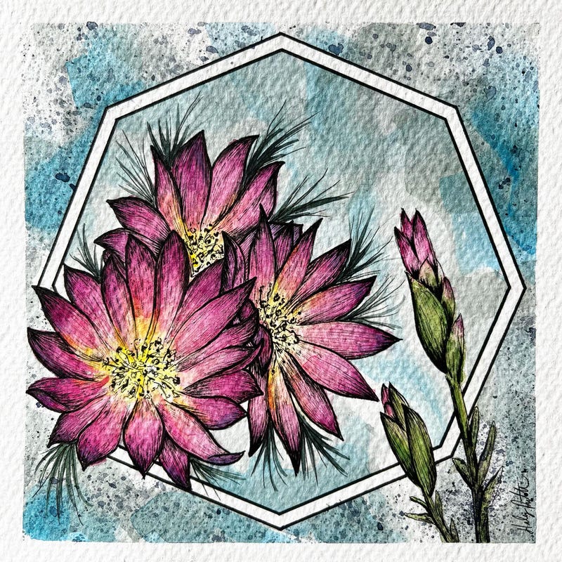 Bitterroot Flower - Etsy