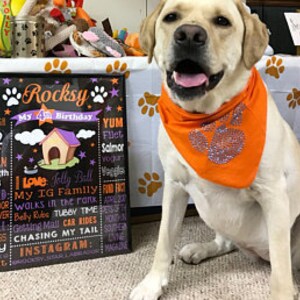 Dog First Birthday Chalkboard Sign Pet 1st Bday Chalk Board - Etsy