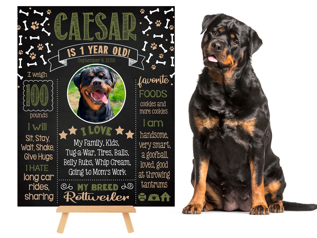 Rottweiler Dog Birthday Board With Photo - Instant Download Template ...