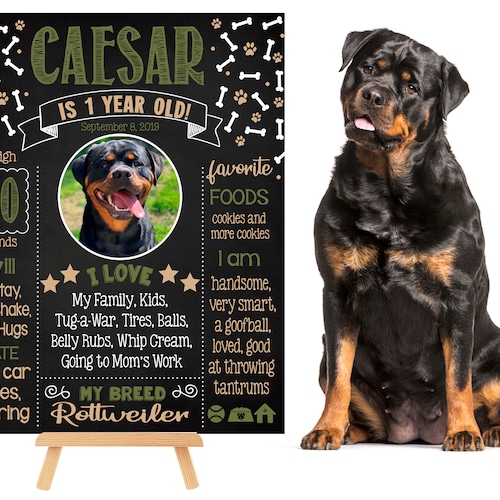 Rottweiler Dog Birthday Board With Photo Instant Download - Etsy