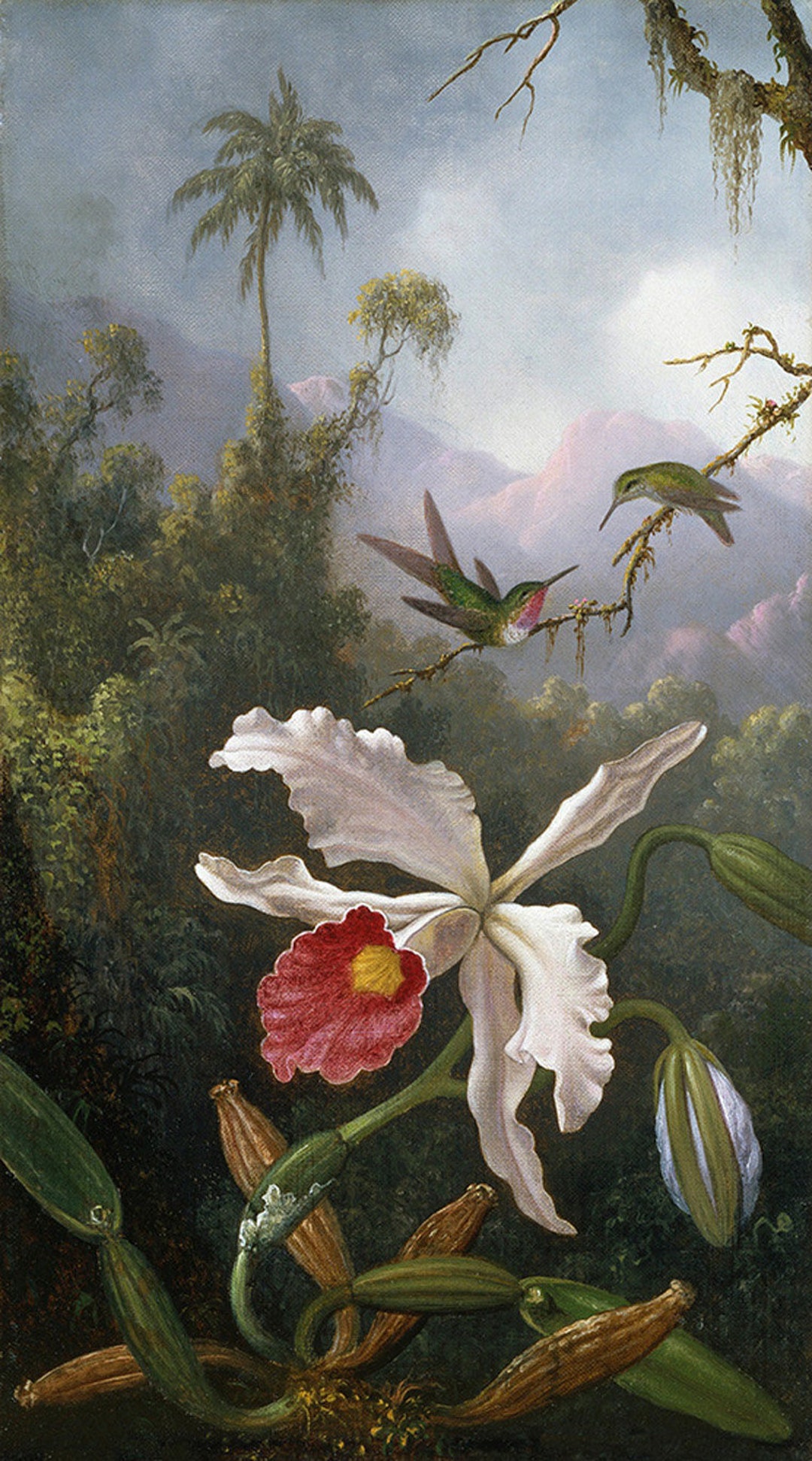 Martin Johnson Heade Two Hummingbirds Above a White Orchid Bird Flower ...