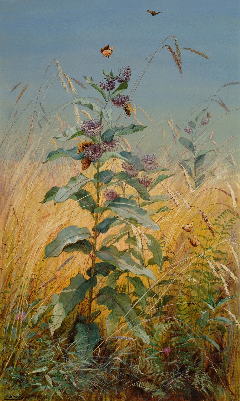 Milkweeds Herbaceous American Plant Attract Butterflies 1876 Painting ...