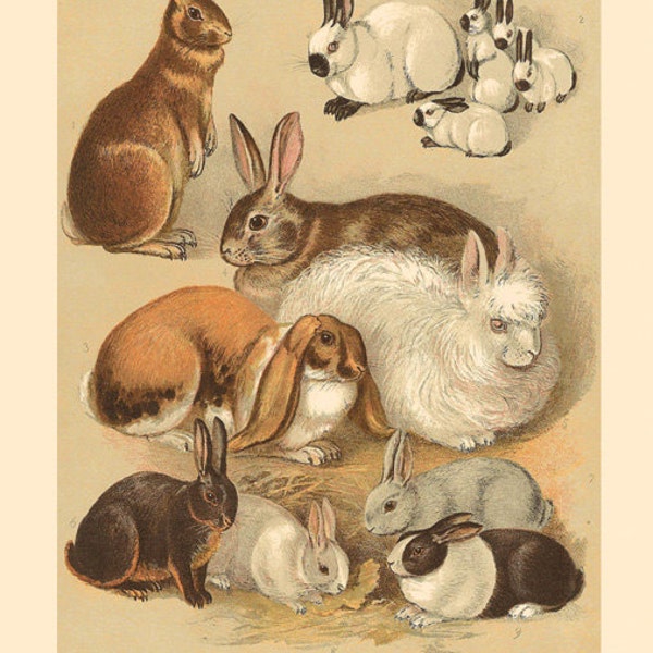 Himalayan Rabbits - Etsy