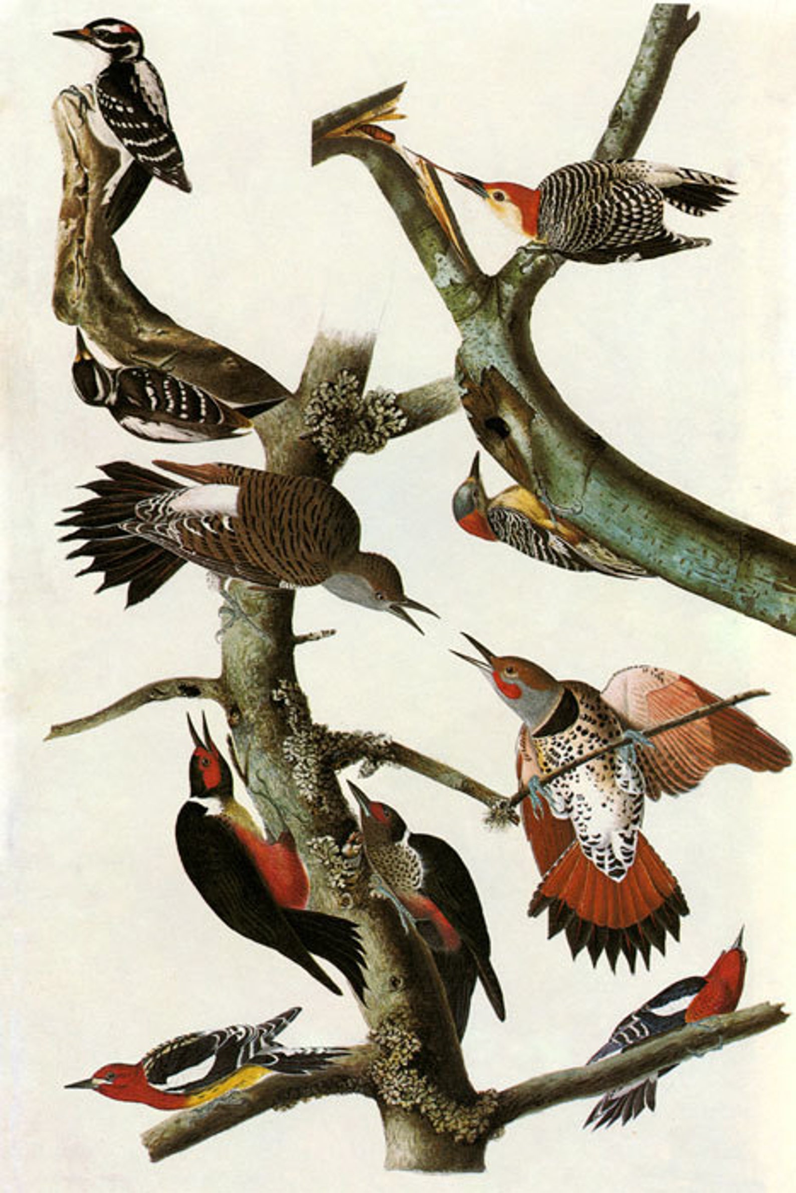 Audubon Woodpecker Flicker Sapsucker Bird American Fine Art - Etsy