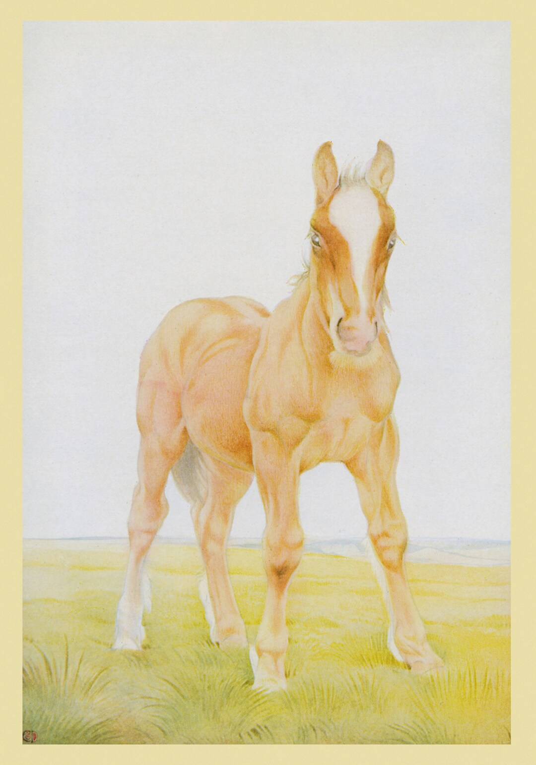 Poster the Book of Baby Beasts the Colt Horse Children Book Ilustration ...
