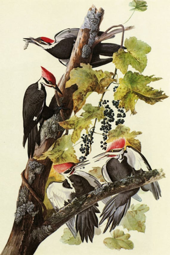 Audubon Pileated Woodpecker Bird American Fine Art Poster | Etsy