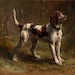 A Limier Briquet Hound Hunting Dog Animal Portrait Painting by Rosa ...