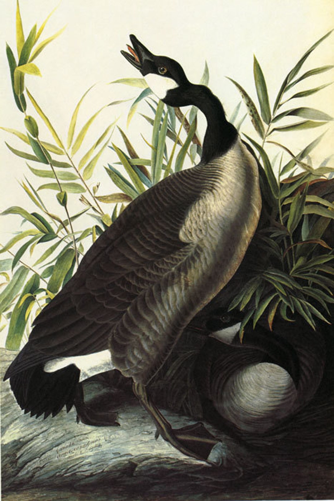 Audubon Canada Goose Bird Birds American Art Vintage Poster Repro on ...