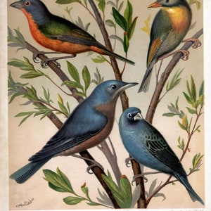 American Birds Blue Robin Indigo Nonpareil Pekin Nightingale Repro From ...
