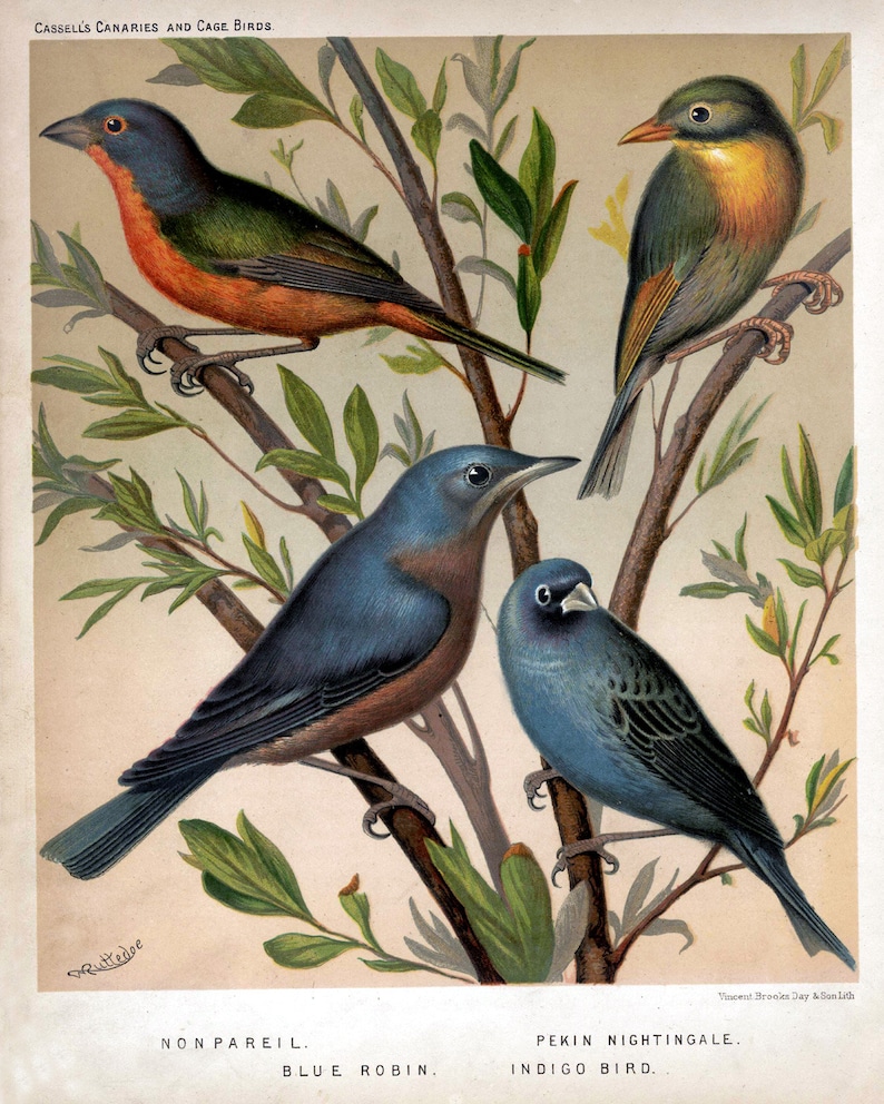 American Birds Blue Robin Indigo Nonpareil Pekin Nightingale - Etsy