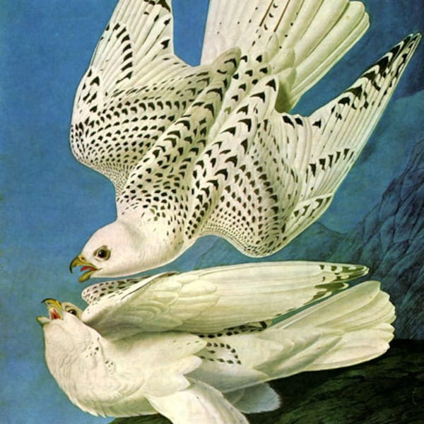 Gyrfalcon - Etsy