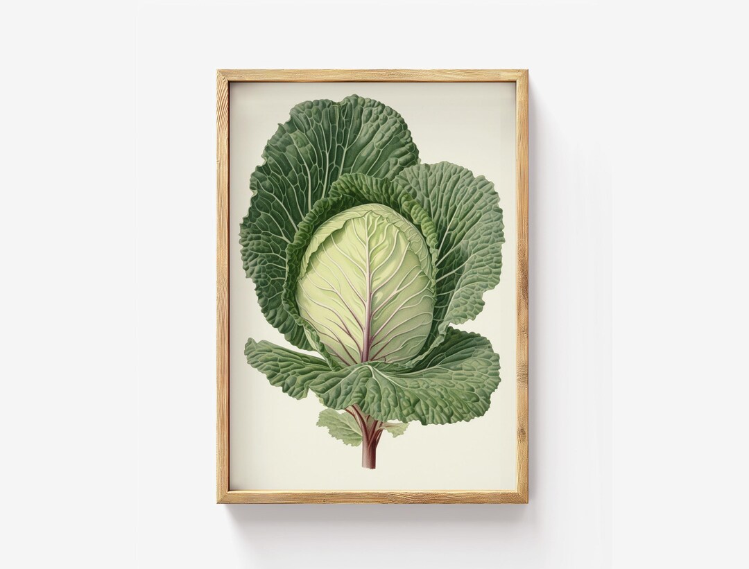 Cabbage Vintage Botanical Poster | Botanical Drawing | Cabbage ...