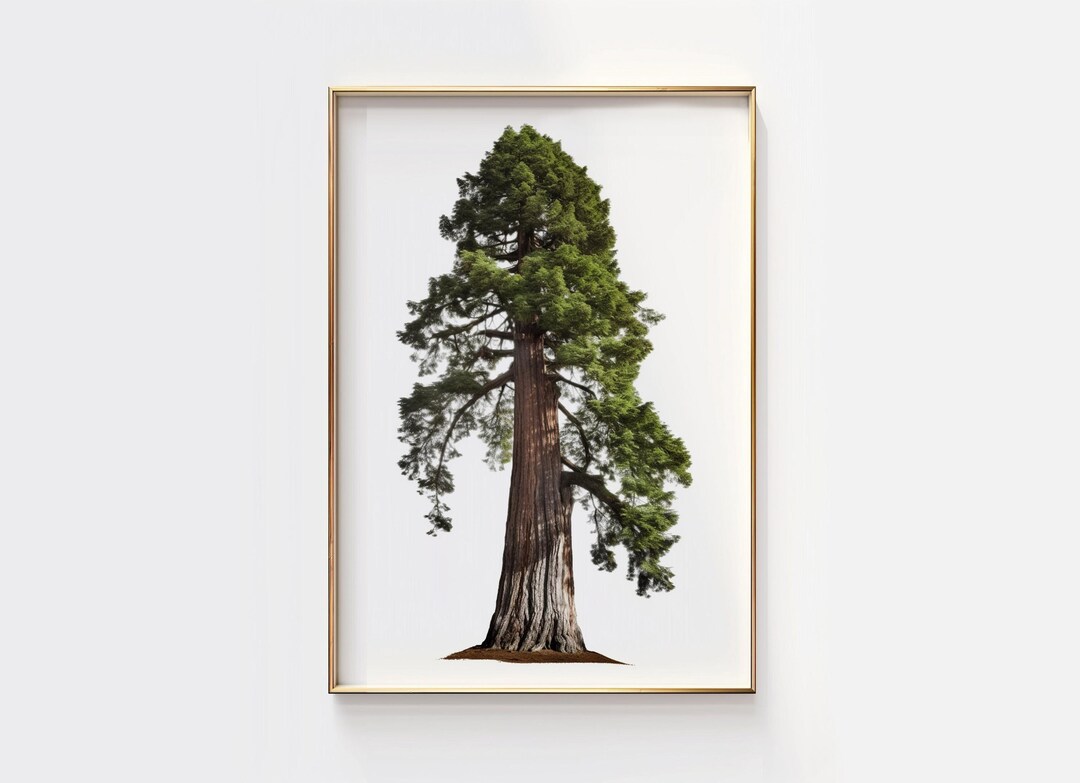 Sequoia Tree Poster, Giant Redwood Print, Nature Majesty Wall Art ...