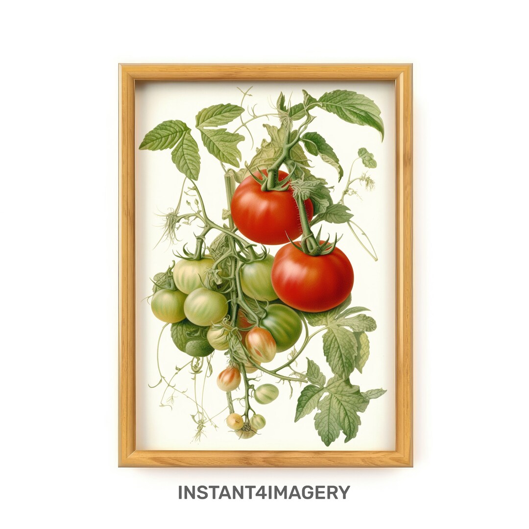 Tomato Botanical Illustration Prints Botanical Illustration Printable ...