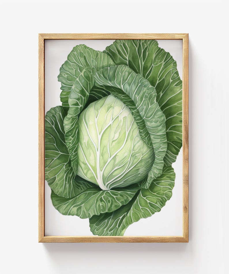 Green Cabbage Art Print, Realistic Vegetable Illustration, Botanical ...