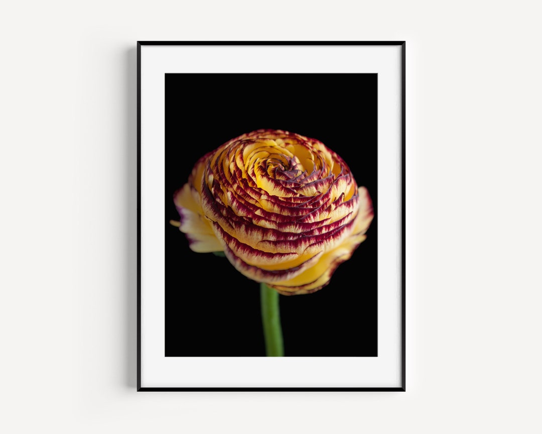 Ranunculus Print Ranunculus Poster Flower Poster Flower Print Printable ...