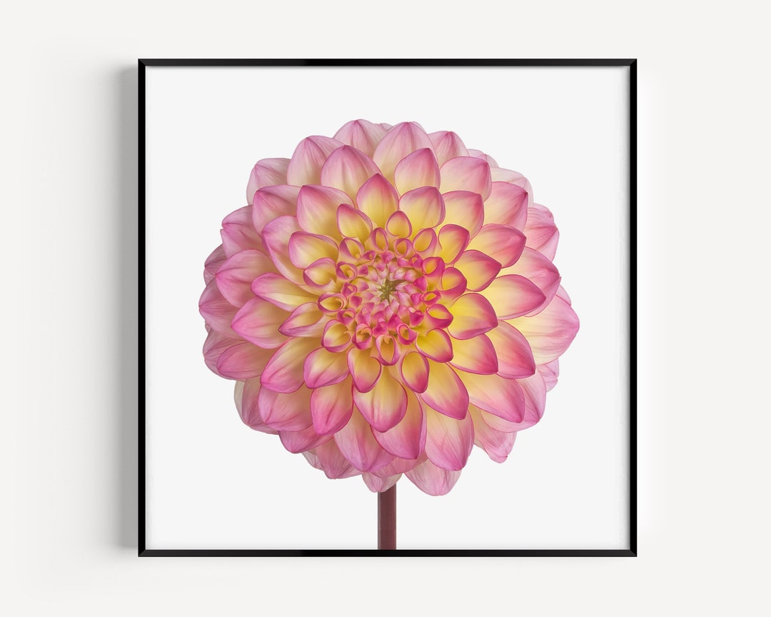 Dahlia Print, Printable Wall Art, Flower Photography, Botanical Poster ...