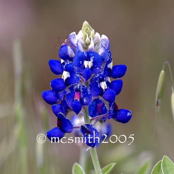 Artificial Bluebonnets - Etsy