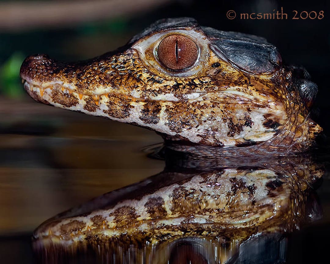 Dwarf Caiman Portrait - Etsy