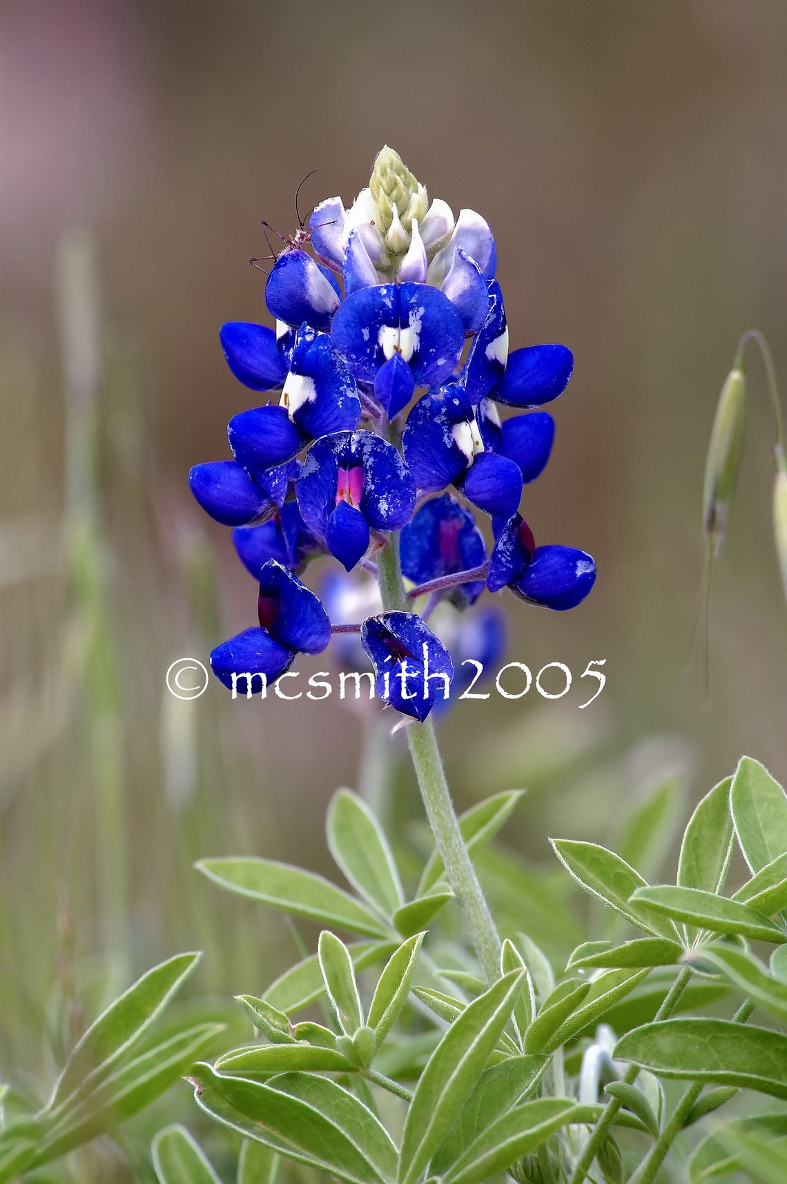 Single Bluebonnet Flower Stalk - Etsy