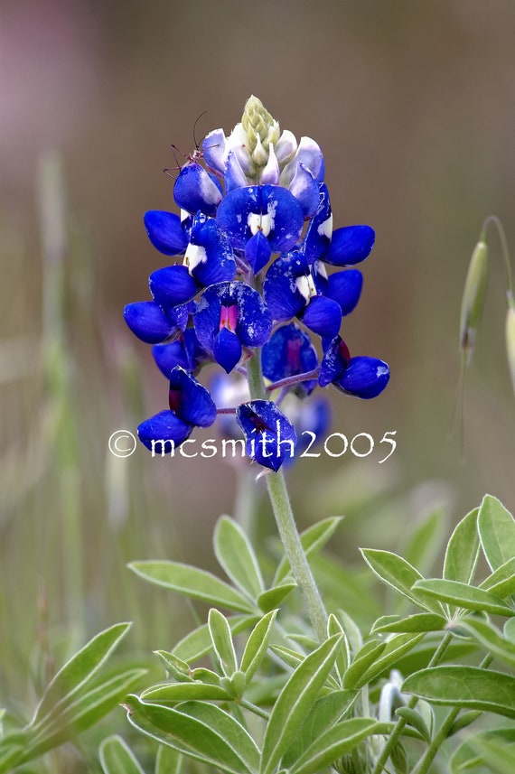 Single Bluebonnet Flower Stalk | Etsy