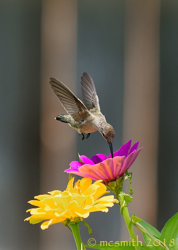 Colibrí Flores Rosas Amarillas Imágenes De Flor Con Colibri