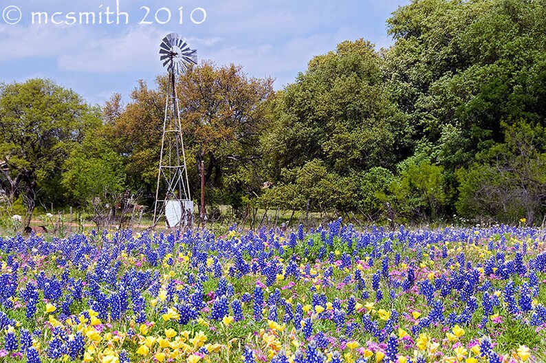 Multiple Colored Windmill Bluebonnets - Etsy
