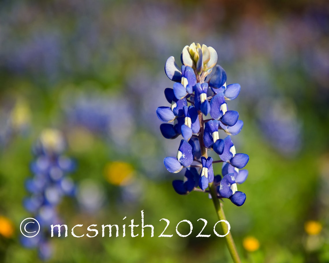 Single Bluebonnet Flower With a Soft Background - Prints up to 24x36 ...