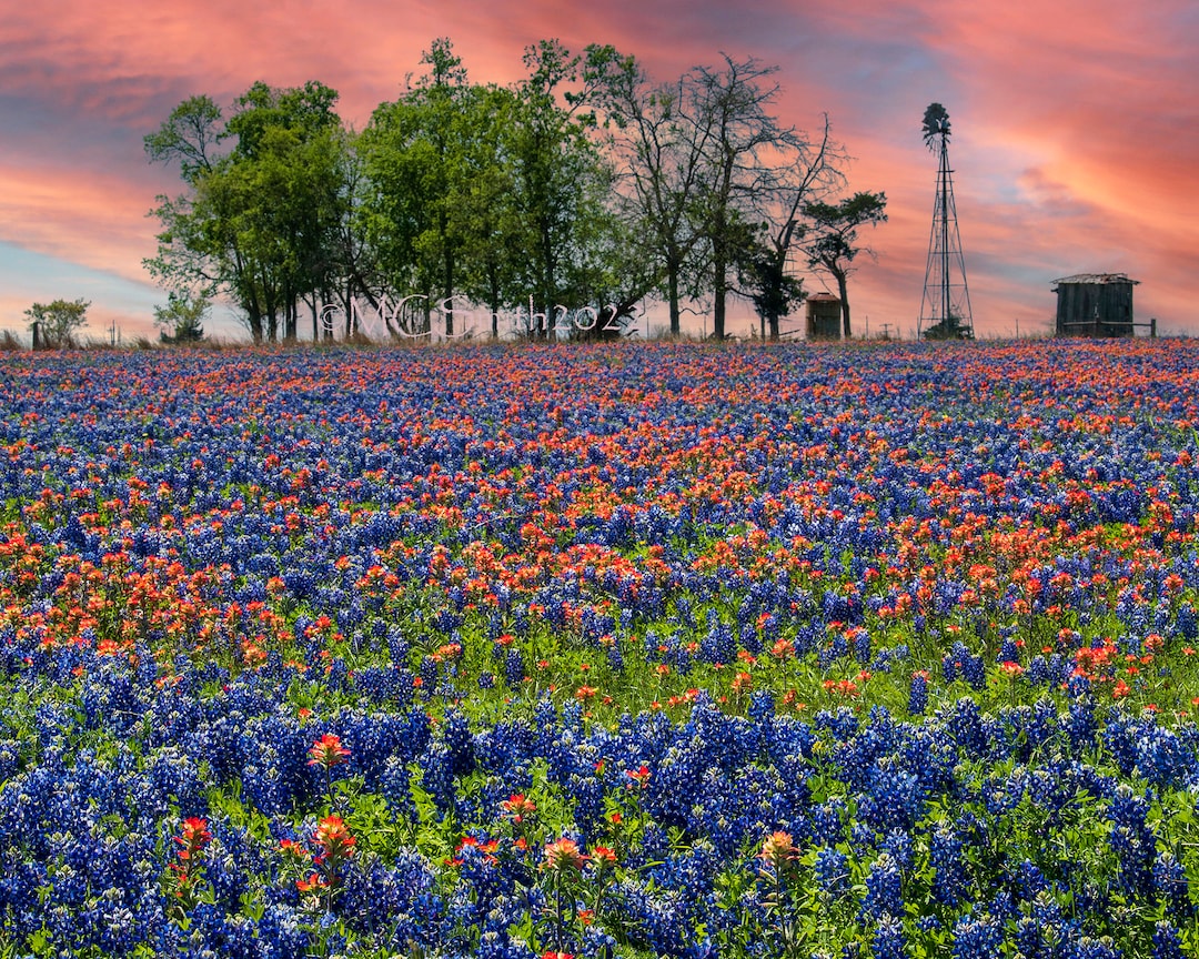 Iconic Texas Scene - Windmill and Bluebonnets at Dusk - Etsy