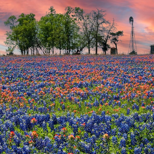 Iconic Texas Scene Windmill and Bluebonnets at Dusk - Etsy