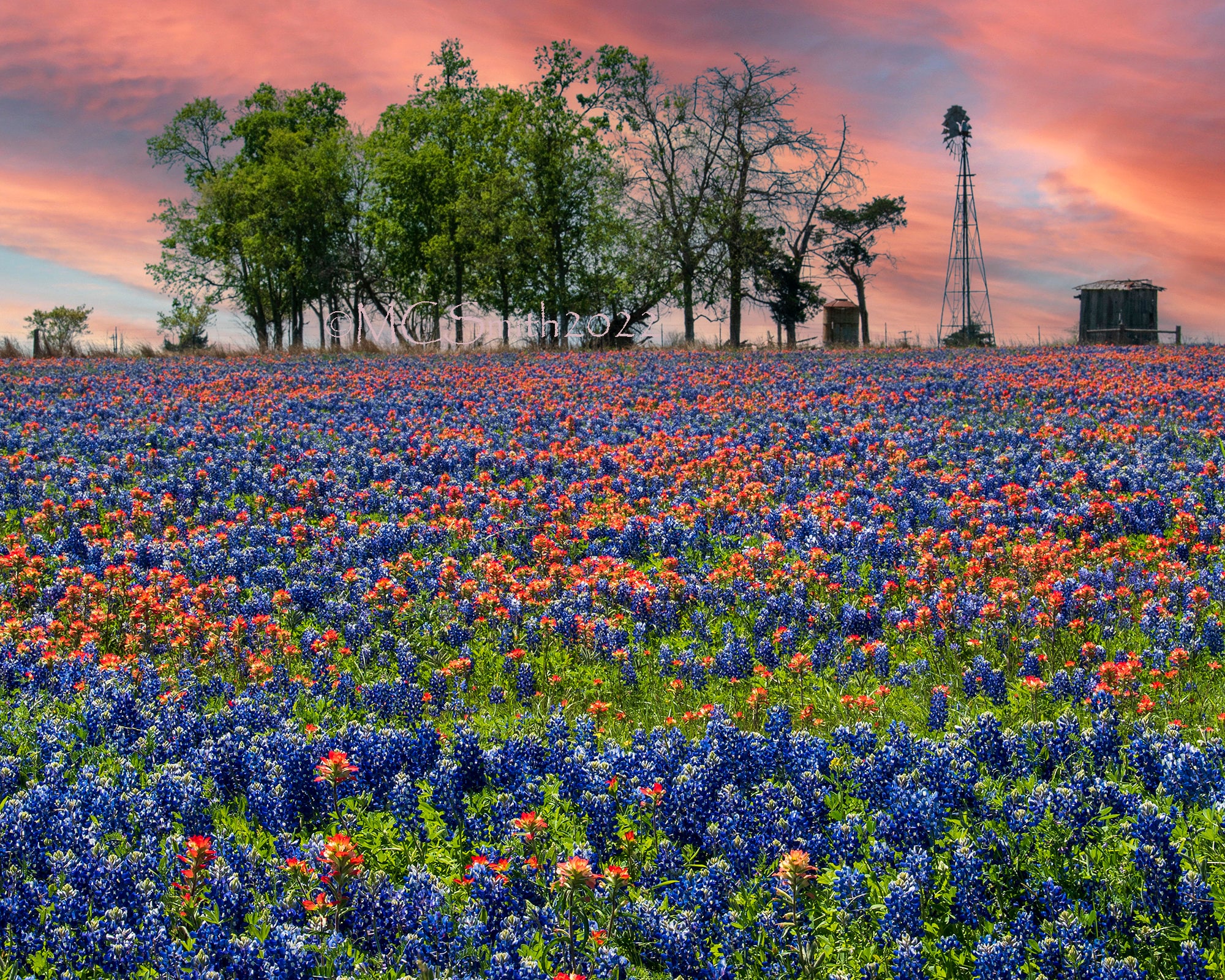 Iconic Texas Scene - Windmill and Bluebonnets at Dusk - Etsy