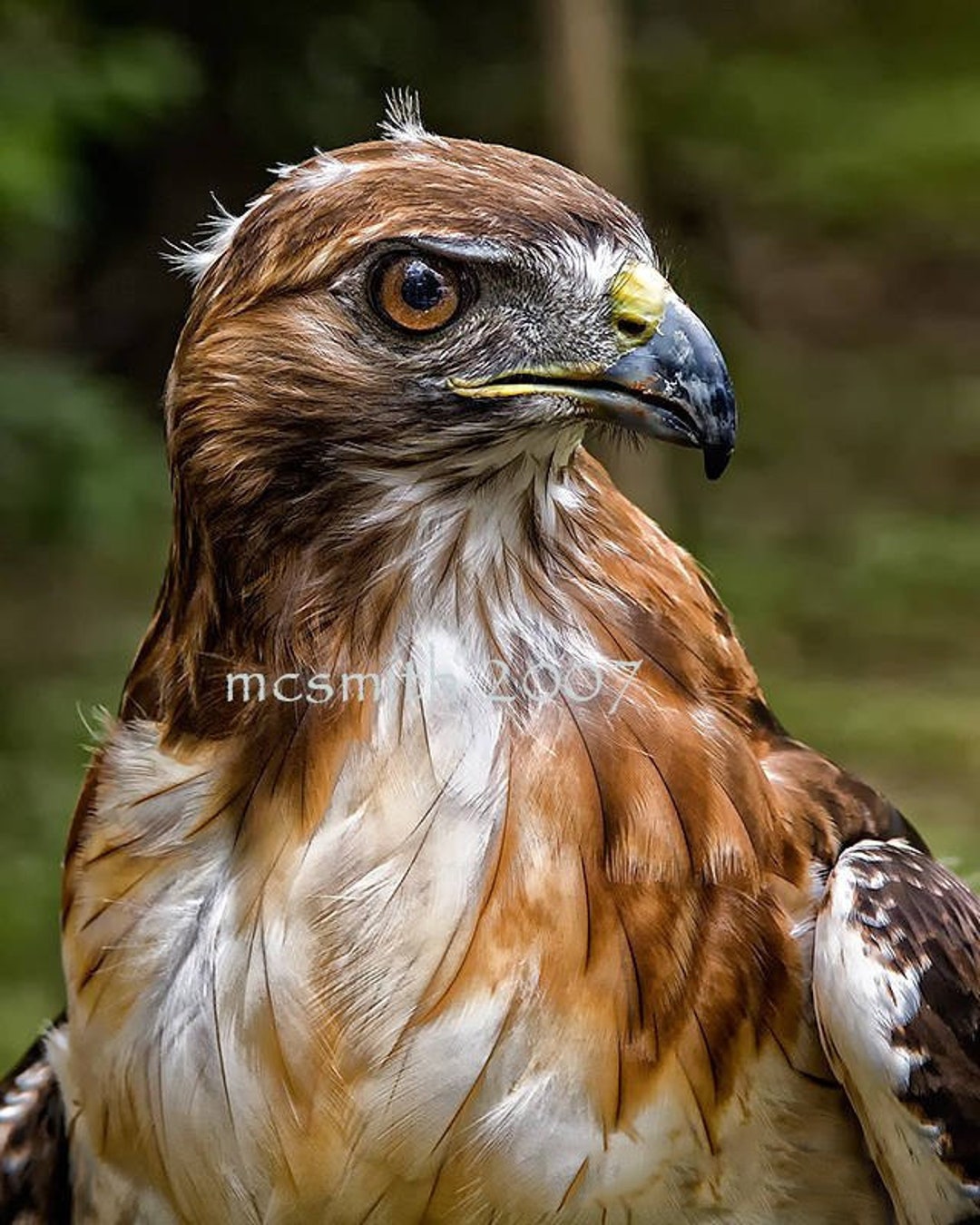 Red Tailed Hawk - Digital Download - Etsy