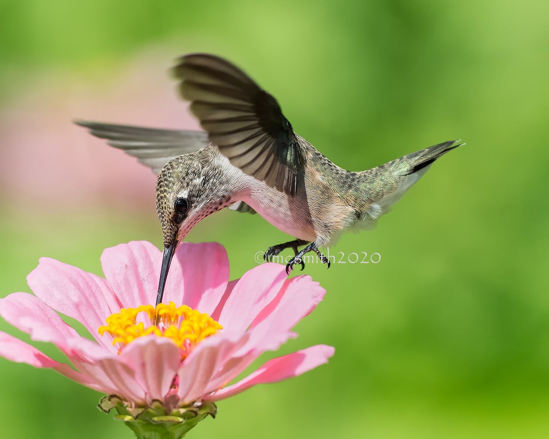 Hummingbird Closeup ** Prints up to 20x30 Available - Etsy