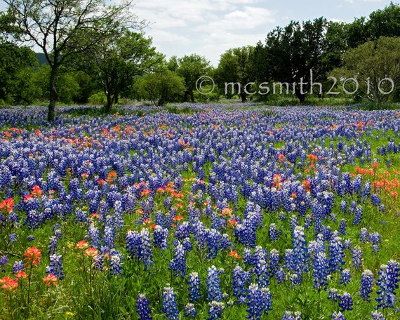 Wildflower Pasture Filled With Bluebonnets and Paintbrush - Etsy