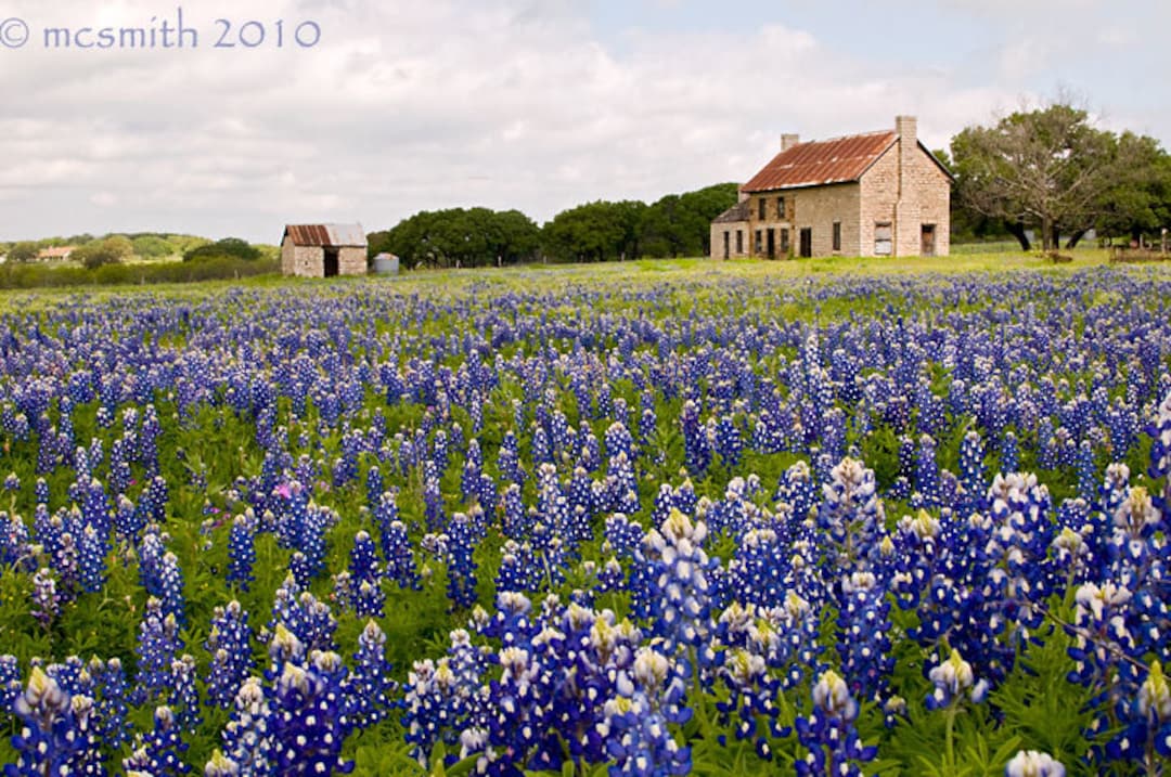 Marble Falls Bluebonnet House Etsy